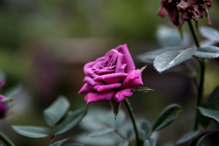 Lavender Lace Mini Roses | Back for More...